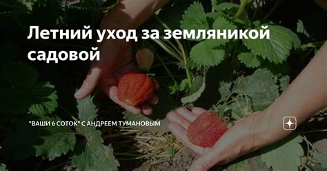 Летний уход за земляникой садовой Ваши 6 соток с Андреем Тумановым Дзен