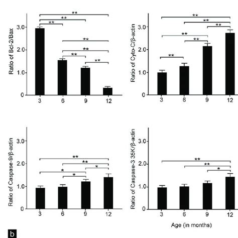 Cochlear Mitochondria And Endoplasmic Reticulum Stress Mediated Download Scientific Diagram
