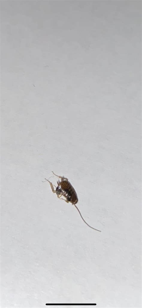 Is This A German Roach Just Moved Into This Apartment And Found This