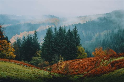 Wallpaper Pemandangan Alam Hutan Pohon Pinus Kabut Jatuh 2048x1364 C7007 2184807 Hd