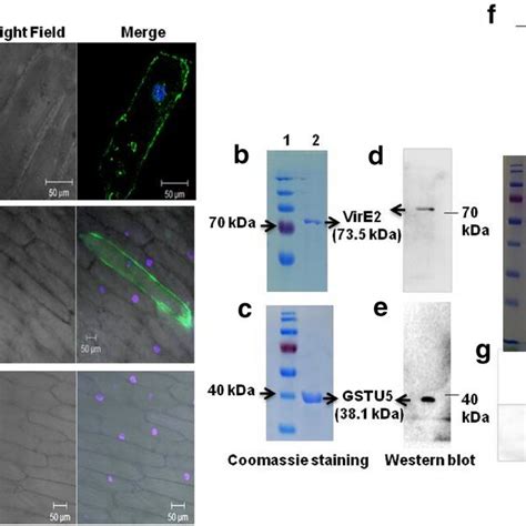 Bimolecular Fluorescence Complementation Bifc Assay And His Pull Down