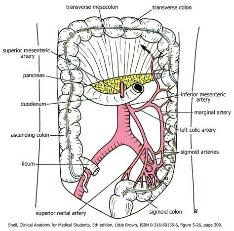Abdominal Organs Anatomy 622 Coursebook Anatomy Superior Mesenteric Artery Abdominal Aorta