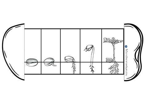 🫘 แบ่งปันสื่อ เรื่อง สื่อใบงานวิทยาศาสตร์ By Kruchu Facebook
