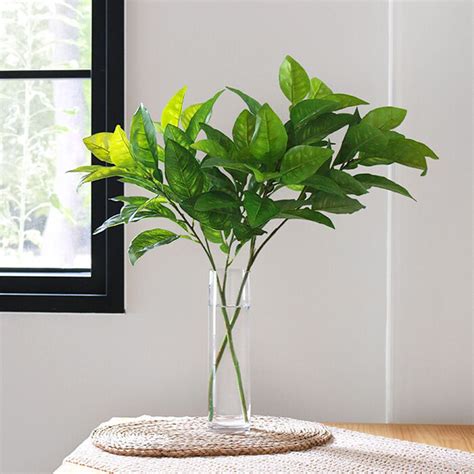 디펜바키아 조화롱 유리병 세트8×30 감도 깊은 취향 셀렉트샵 29cm