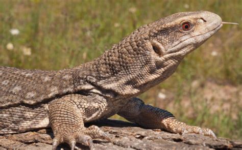 Savannah Monitor Qanda Reptile Craze