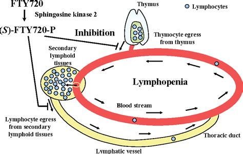 Figure 3 From Role Of Sphingosine 1 Phosphate Receptor Type 1 In