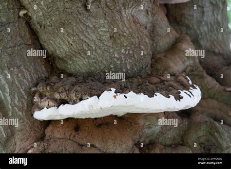 Ganoderma Tornatum A Fungal Plant Pathogen Growing On A Beech Tree