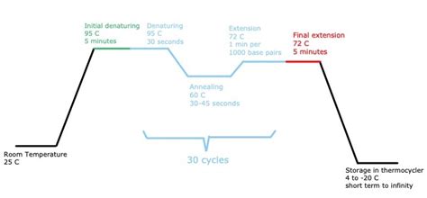 Touchdown Pcr Easy Intro Plus Expert Tips 40 Off