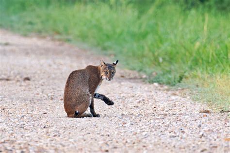 Photographing The Intense Showdown Between A Doe And A Bobcat Steve Creek Wildlife Photography