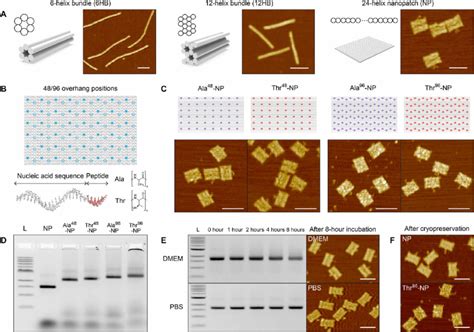 Design Self Assembly And Characterization Of Dna Origami Based Download Scientific Diagram