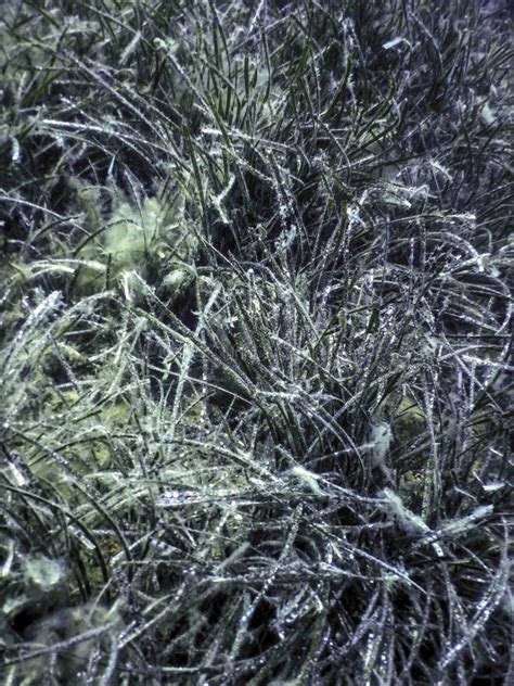 Sea Grass Underwater Green Grass Stock Image Image Of Serene