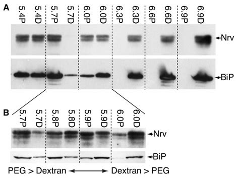 Optimization Of Pegdextran Concentrations To Be Used For Two Phase Download Scientific Diagram