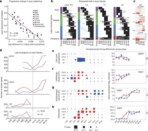 Protracted Maturation Of Neocortex Through Young Adulthood A Download Scientific Diagram