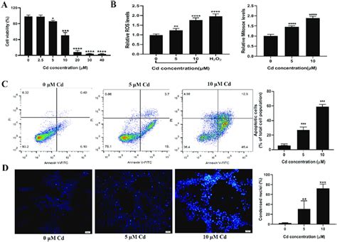 Cadmium Exposure Decreased Cell Viability And Induced Ros And Apoptosis Download Scientific