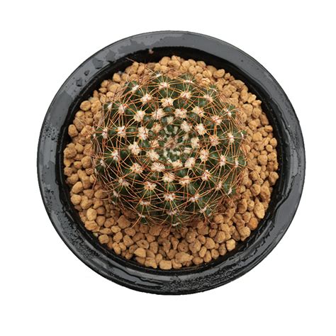 实生眩美玉仙人球开花紫花趴刺多肉植物室内桌面防辐射小盆栽 虎窝淘