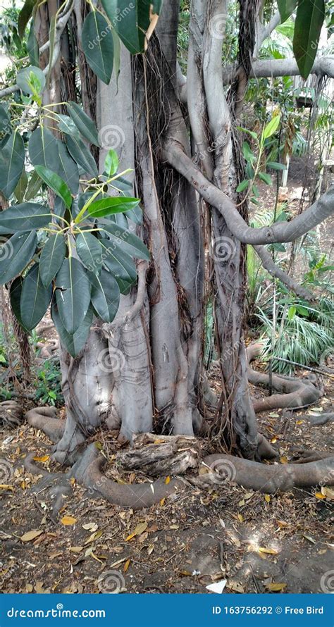 Twisted Trunk Stock Photo Image Of Trunk Nature Tree