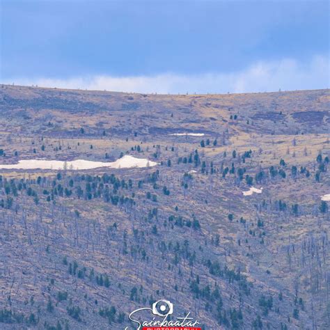 Сайнаа Тагийн цасан хунгарт нохой зээхийн үүр байх ёстой цастай өврийн бэлд ахууна шувууд