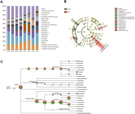 Gut Microbiota Composition
