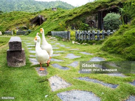 조약돌 경로와 푸른 잔디에 걷기 3 흰 거 위 뒷면은 점토로 만든 집입니다 그리고 잔디로 덮여 0명에 대한 스톡 사진 및 기타 이미지 Istock