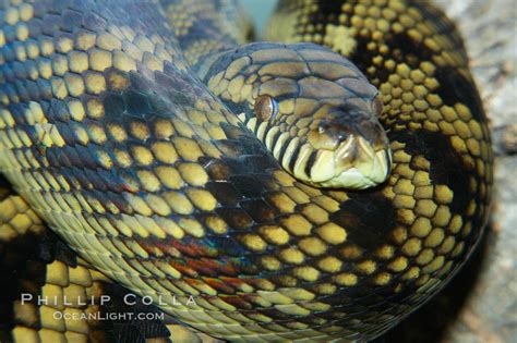 Amethystine Python Photo Amethystine Python Photos Natural History Photography