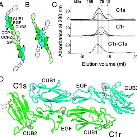 Pdf Structure Of The C1r C1s Interaction Of The C1 Complex Of Complement Activation