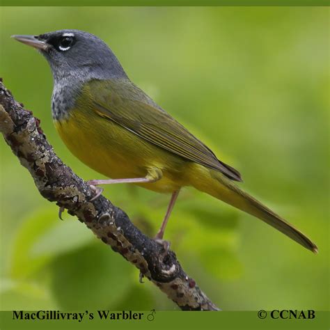 Macgillivrays Warbler Geothypis Tolmiei Mgwa