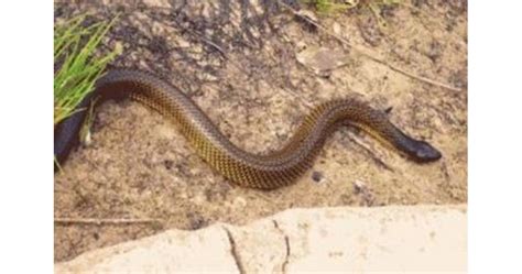 Змия влезе в двигател и изкара акъла на шофьора