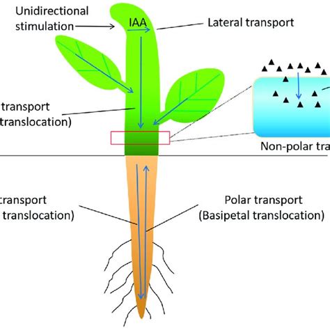 Left Schematic Of A 1 Source 2 Sink Model With A Common Pathway