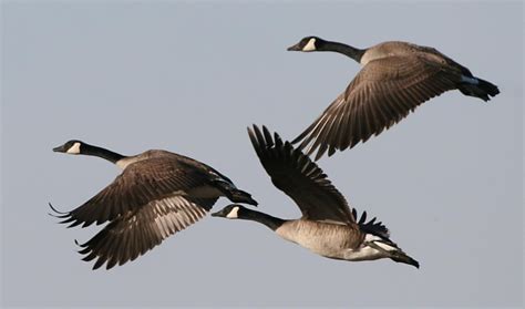 Why Are Canada Geese Flying North In December The Town Line Newspaper