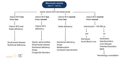 Mch Mchc And Mcv Diagnostic Significance And Clinical Insights