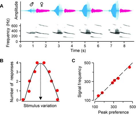 A Waveform And Spectrogram Of A Malefemale Signaling Duet In The E Download Scientific
