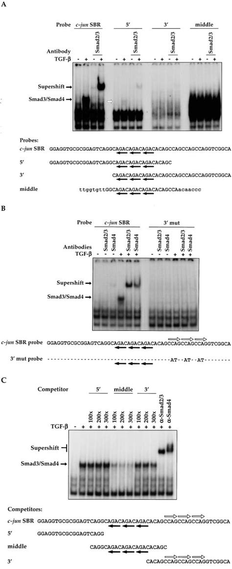 Efficient Formation Of The Smad3 Smad4 Complex On The C Jun Sbr Download Scientific Diagram
