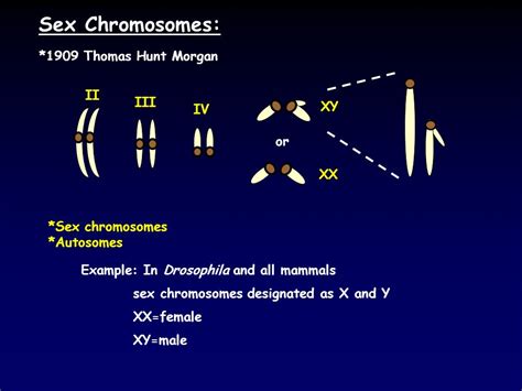 Autosomes Example