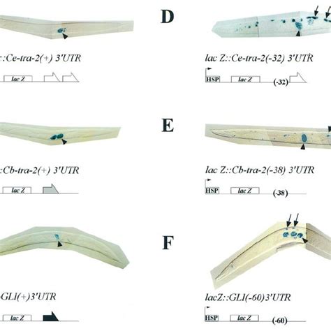 Genetic Control Of Sex Determination In Celegans For Simplicity