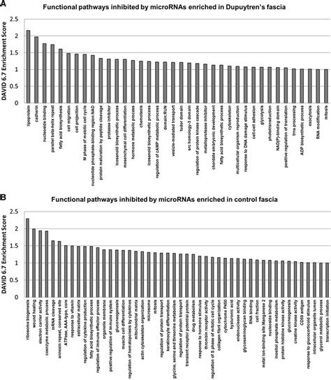 Functional Annotation Clustering Using David 6 7 Was Performed For Download Scientific Diagram