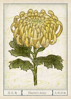 キク菊 の花言葉誕生花イラスト チルの工房无域屋花札庵