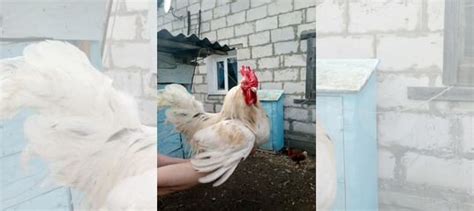 Молодые петухи купить в Твери Животные и зоотовары Авито