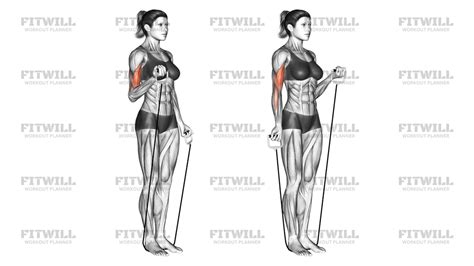 Alternate Biceps Curl With Band Exercise Guide Techniques Benefits How To Muscles Worked