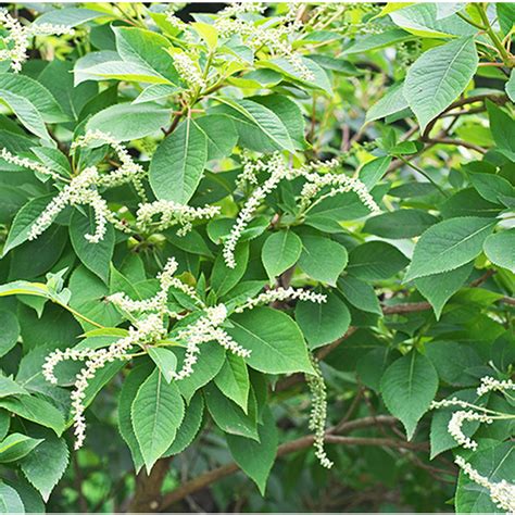 Sta Green Clethra Einstein 2 Gallon Container 829525013698 Rona