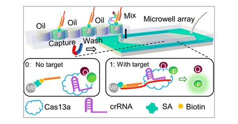 An Integrated Amplification Free Digital Crisprcas Assisted Assay For Single Molecule Detection