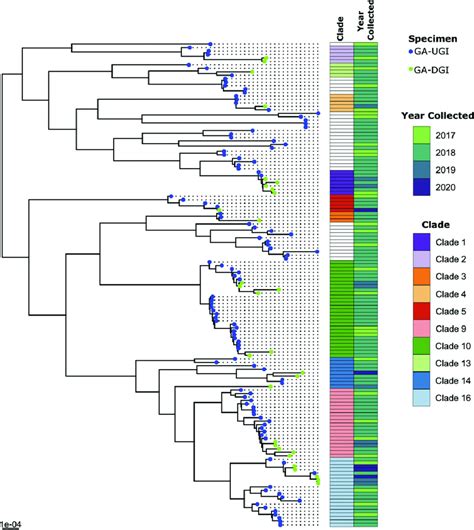 Maximum Likelihood Phylogenetic Tree Based On Core Genome Download Scientific Diagram