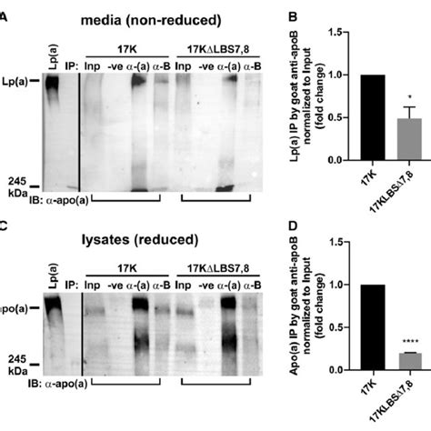 Apoa And Apob Interact Noncovalently Within Cells Cell Lysates And