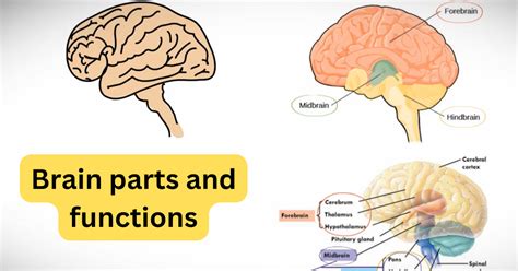Brain Parts And Functions Forebrain Midbrain Hindbrain