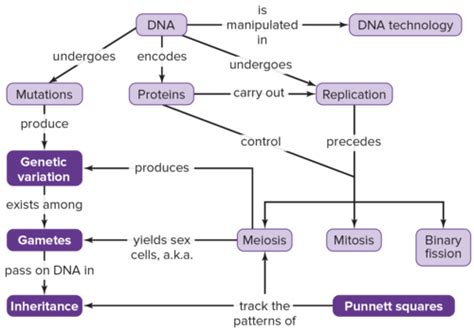 Ch Patterns Of Inheritance Flashcards Quizlet