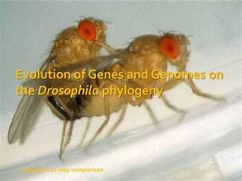 Comparative Genomics Presentation PPT