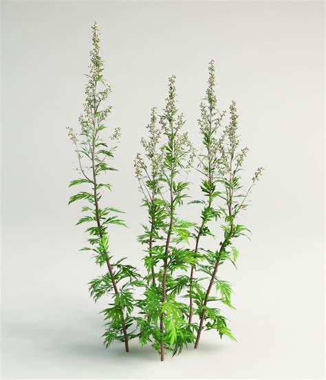 Mugwort Common Wormwood Artemisia Vulgaris 3d Model 11 Obj Max