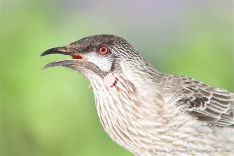 Red Wattlebird Lirralirra