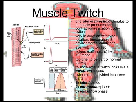 Ppt Muscle Tissue Powerpoint Presentation Free Download Id844945