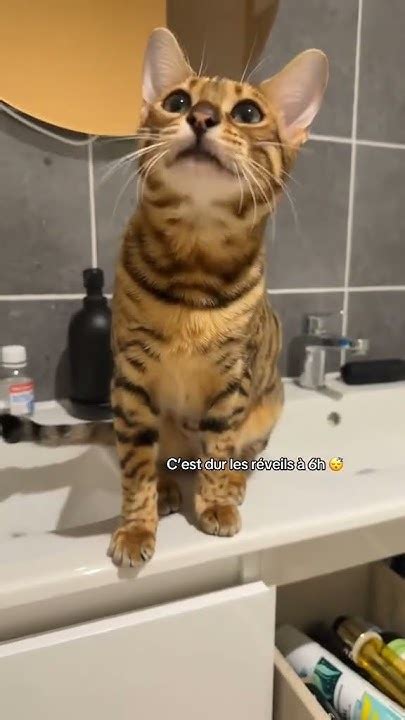 Cute Cat Catvideos Cute Cat Youtube