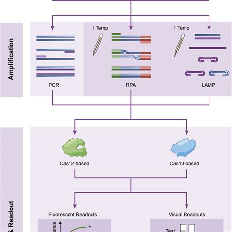 Different Experimental Methods For Crispr Based Detection Of Viral Download Scientific Diagram